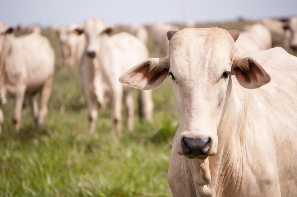 What is a Commodity? (with pictures)