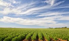 What is Corporate Farming? (with pictures)