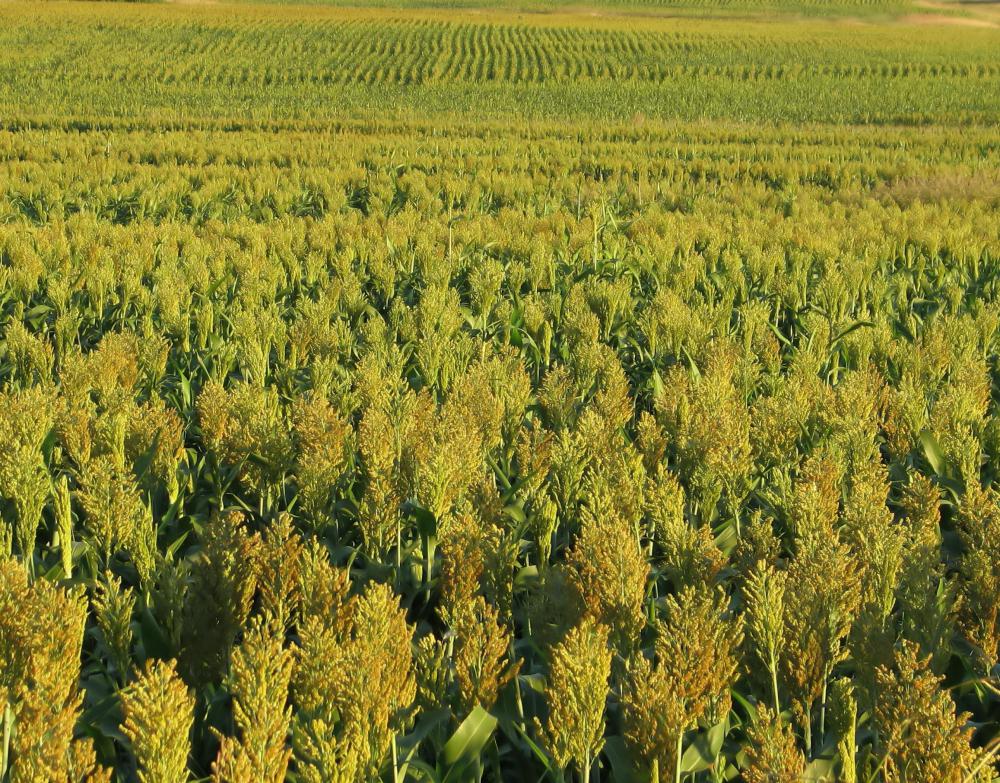 What is a Crop Year? (with pictures)